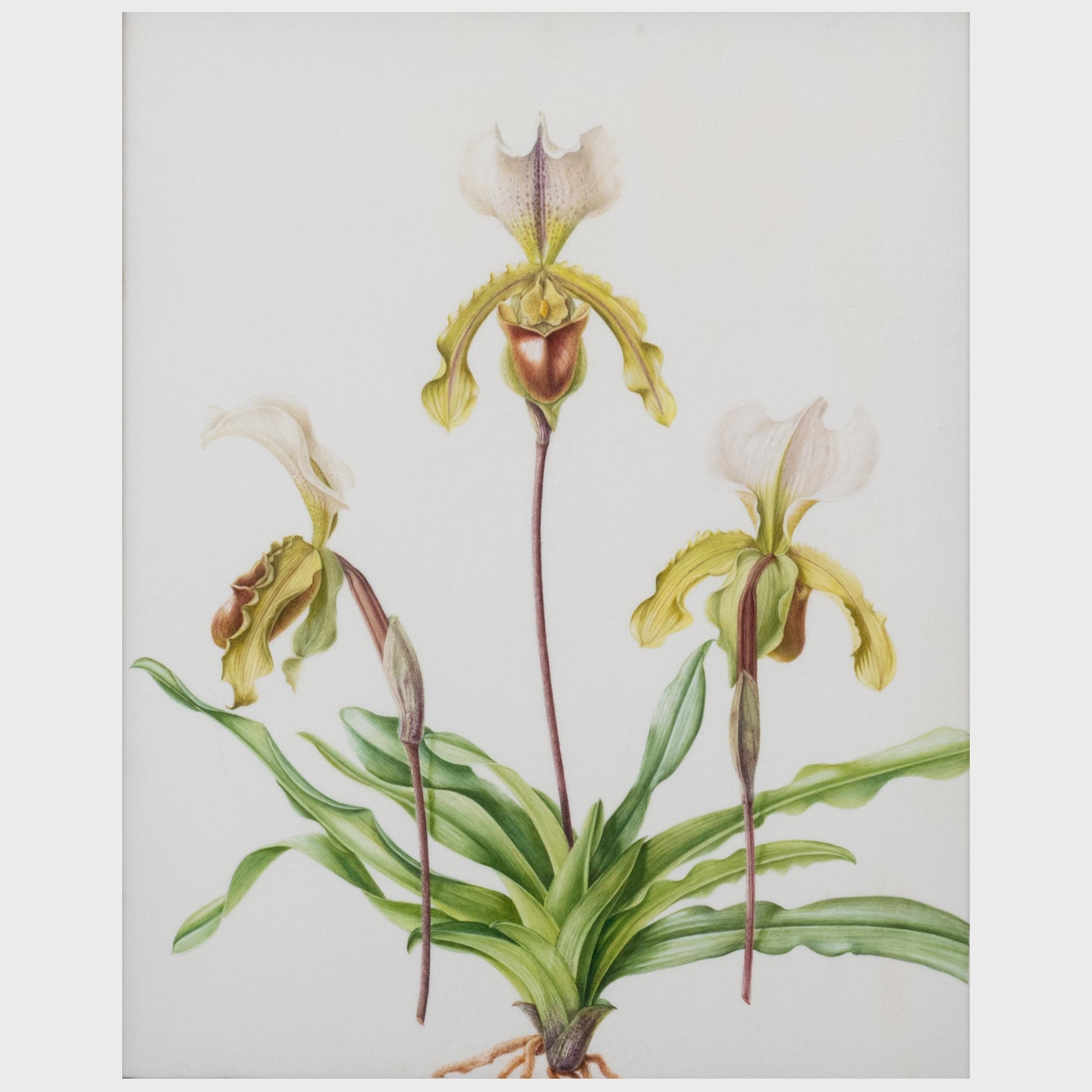 Brigid Edwards | Parrot Tulip 'Fantasy' ; Hellebore ; and Slipper ...