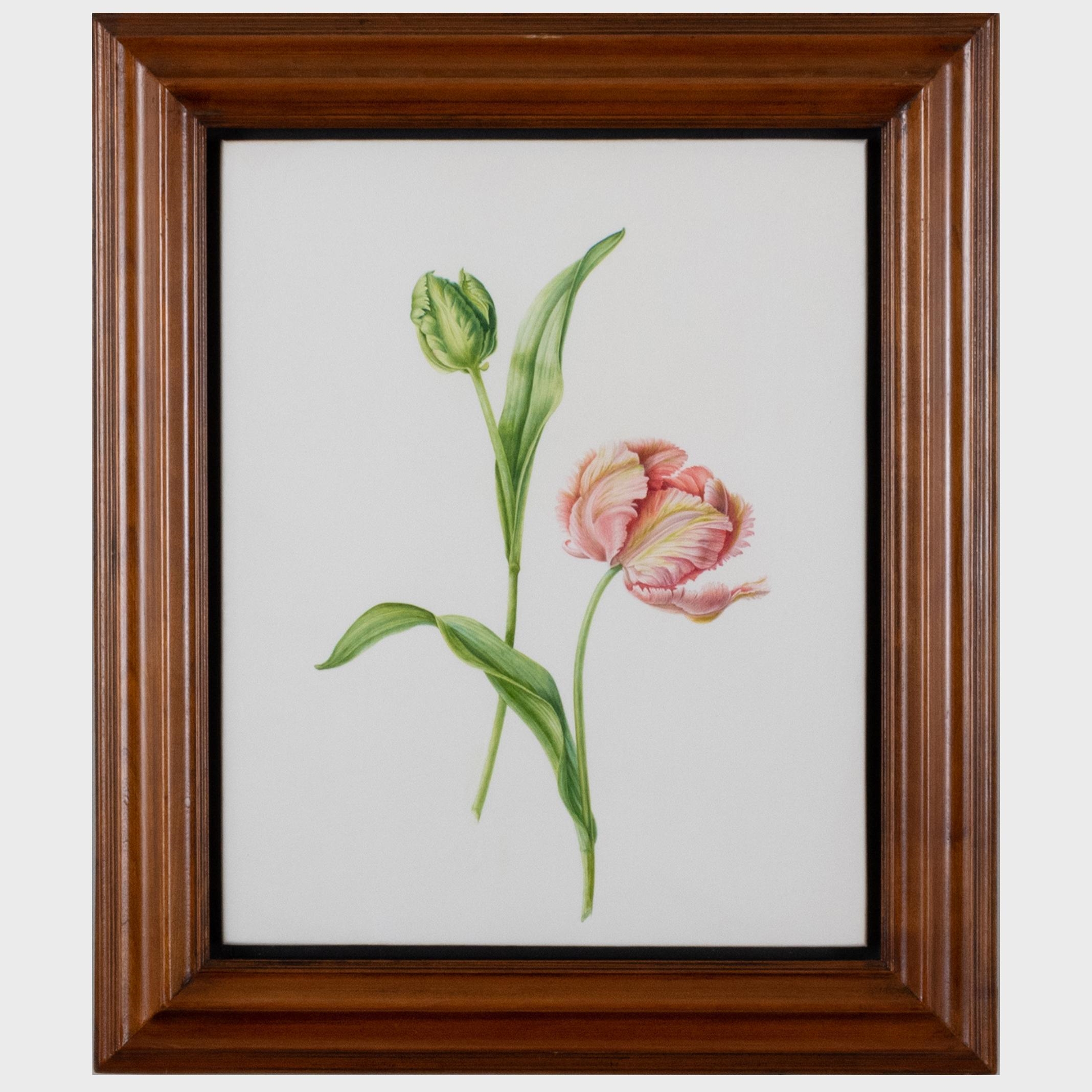 Brigid Edwards | Parrot Tulip 'Fantasy' ; Hellebore ; and Slipper ...
