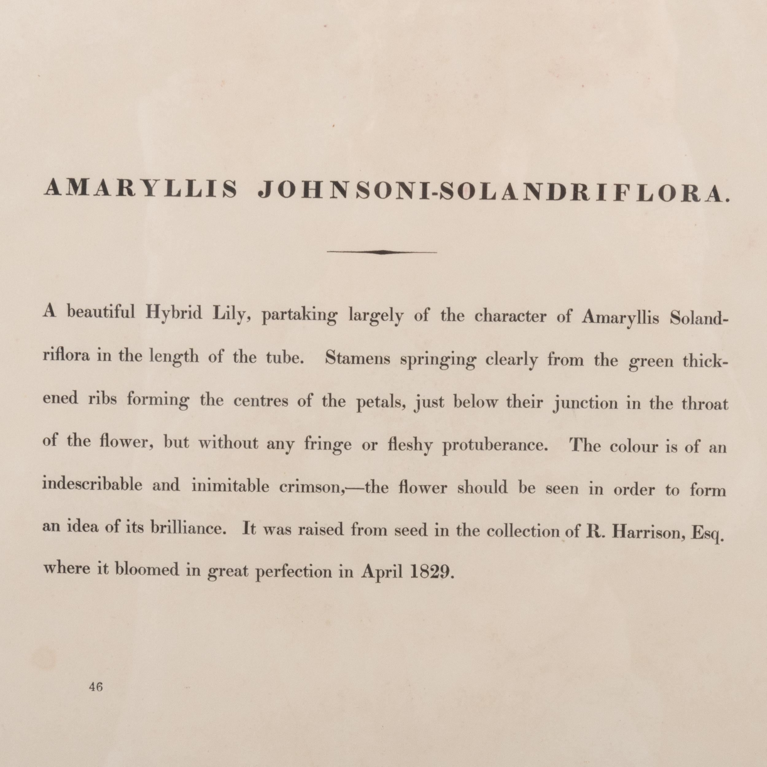 Priscilla Susan Bury | Amaryllis Fulgida ; and Amaryllis Solandriflora ...