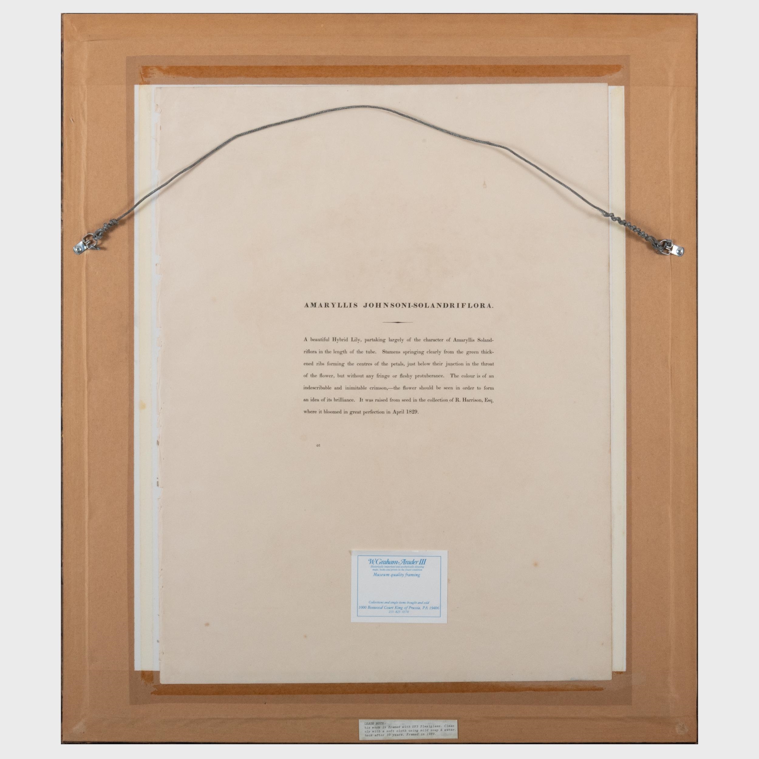 Priscilla Susan Bury | Amaryllis Fulgida ; and Amaryllis Solandriflora ...