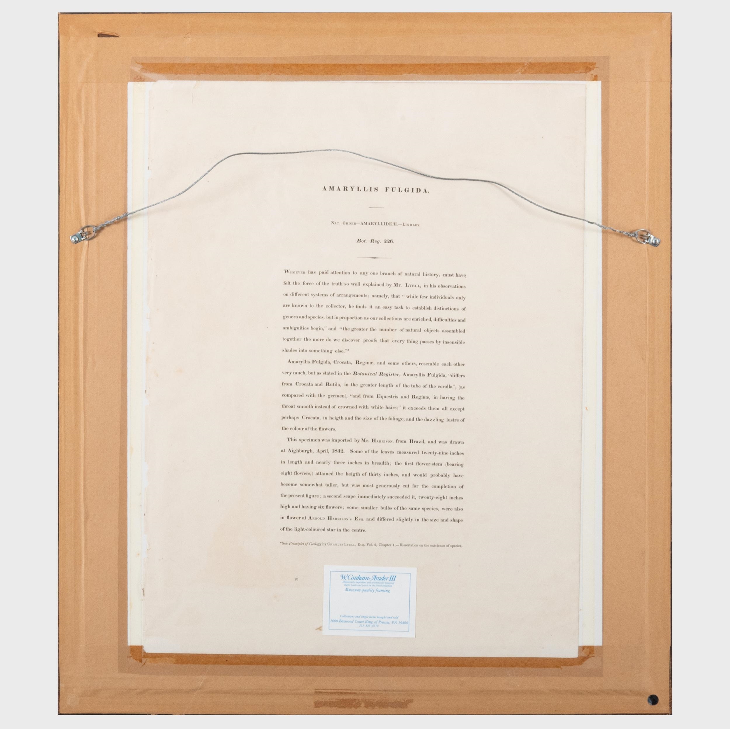 Priscilla Susan Bury | Amaryllis Fulgida ; and Amaryllis Solandriflora ...