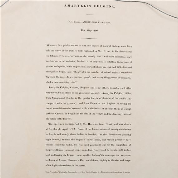 Priscilla Susan Bury | Amaryllis Fulgida ; and Amaryllis Solandriflora ...