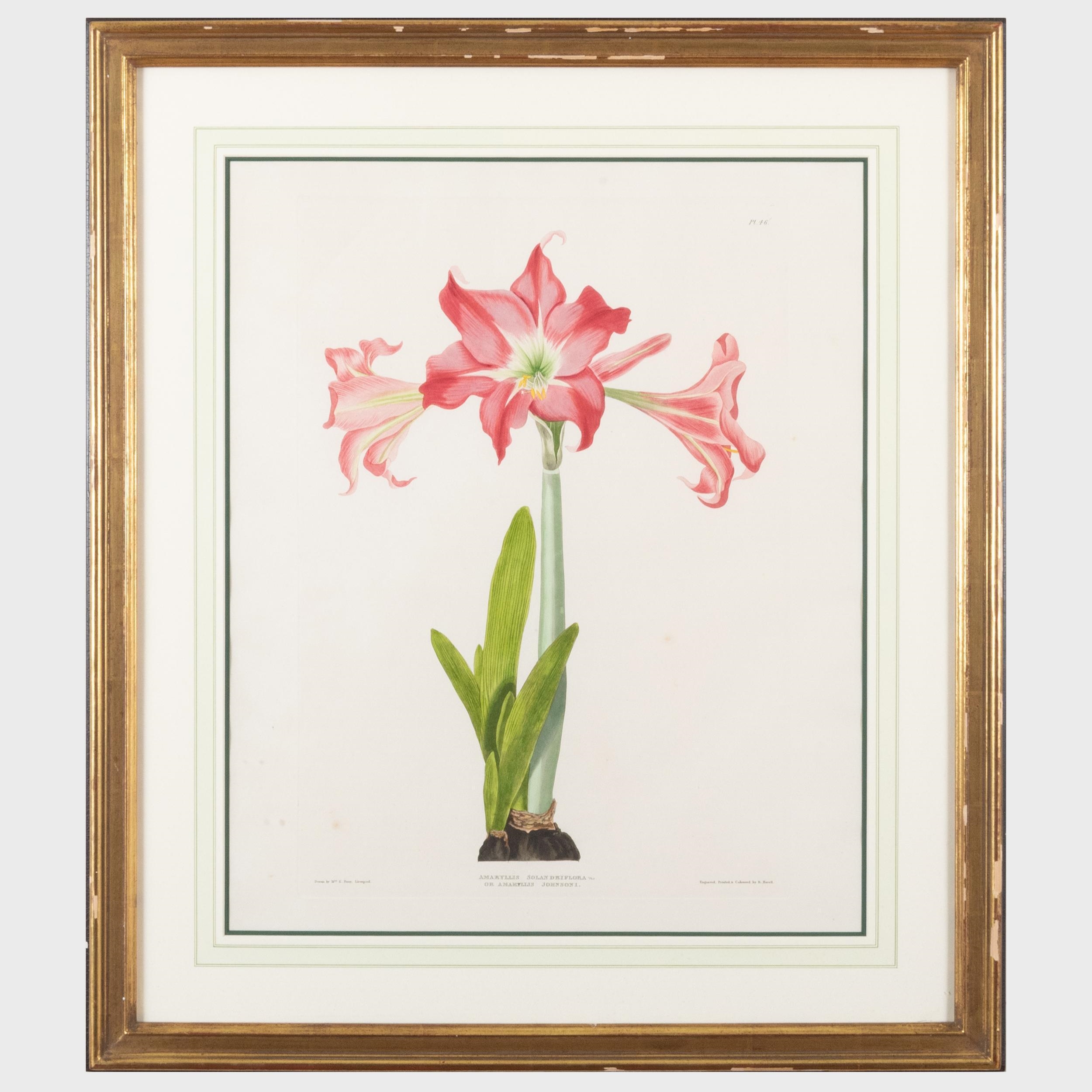 Priscilla Susan Bury | Amaryllis Fulgida ; and Amaryllis Solandriflora ...