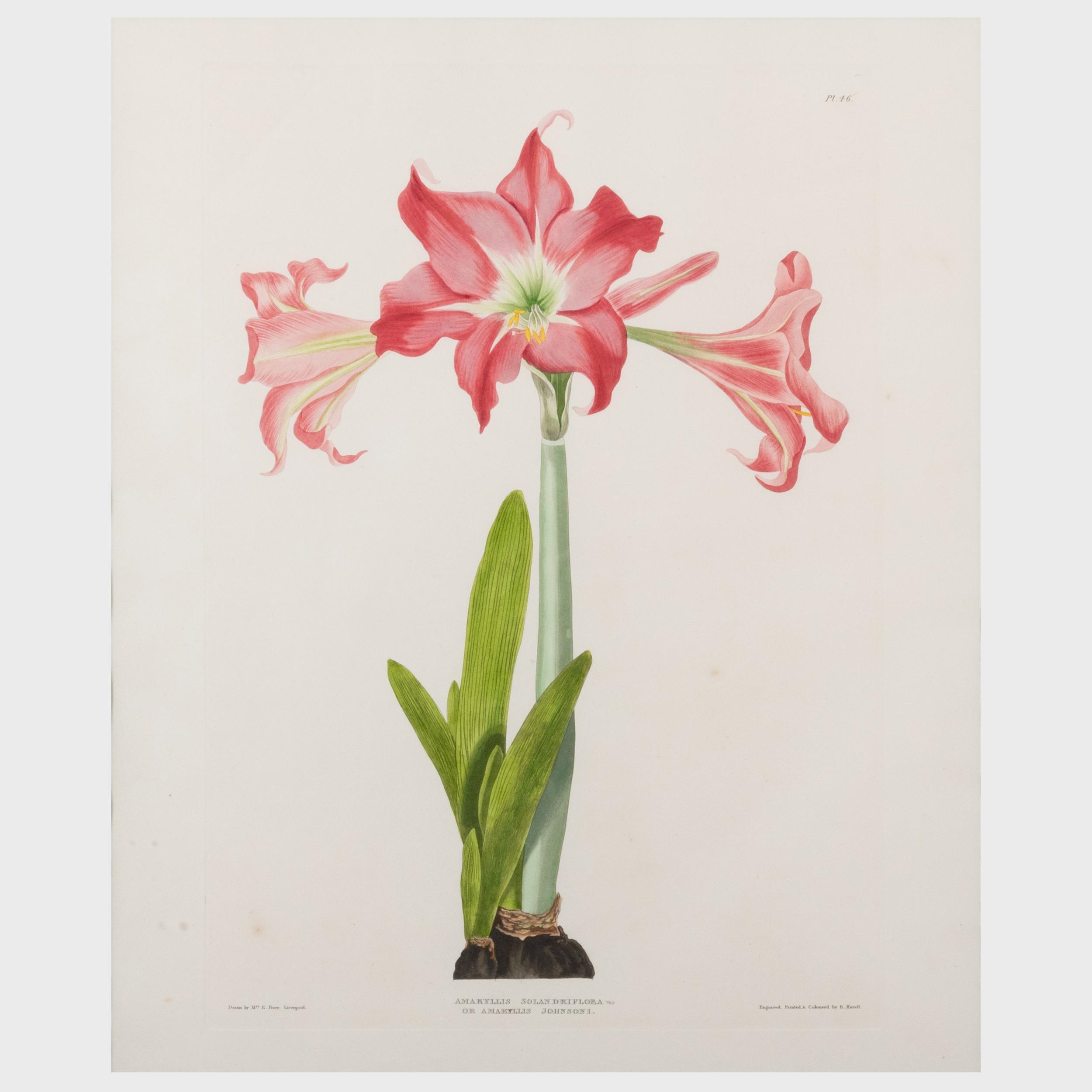 Priscilla Susan Bury | Amaryllis Fulgida ; and Amaryllis Solandriflora ...