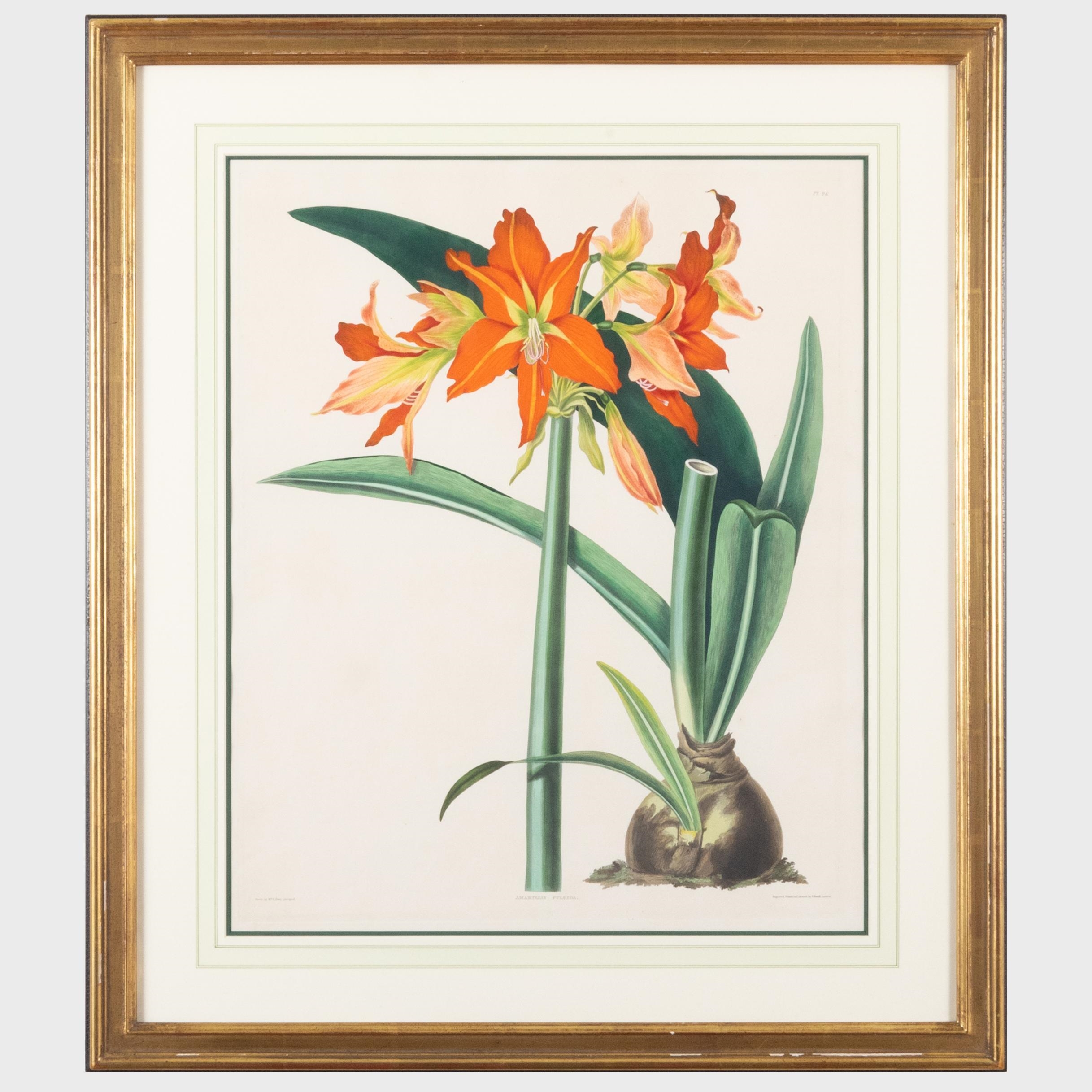 Priscilla Susan Bury | Amaryllis Fulgida ; and Amaryllis Solandriflora ...