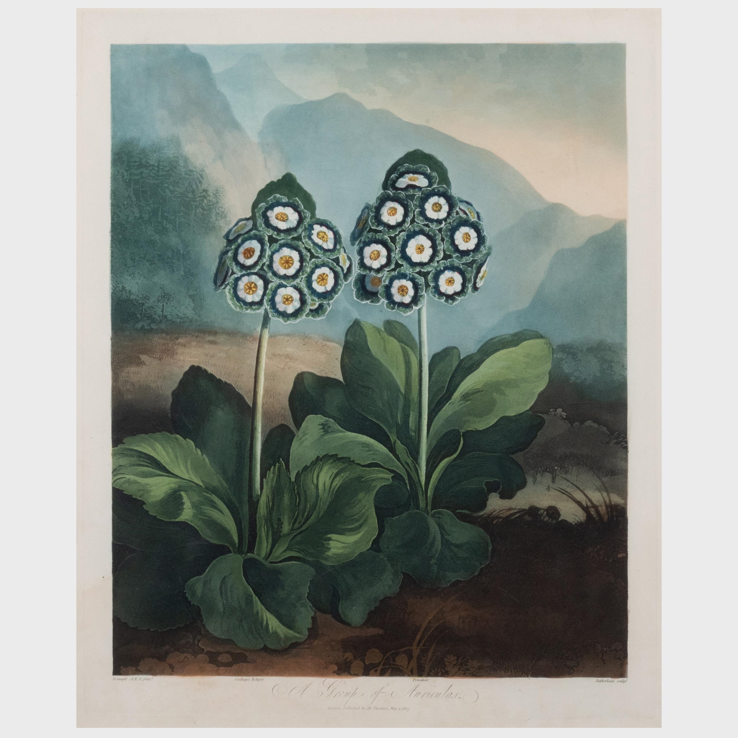 Robert John‏ Thornton | The Group of Auriculas (1807) | MutualArt