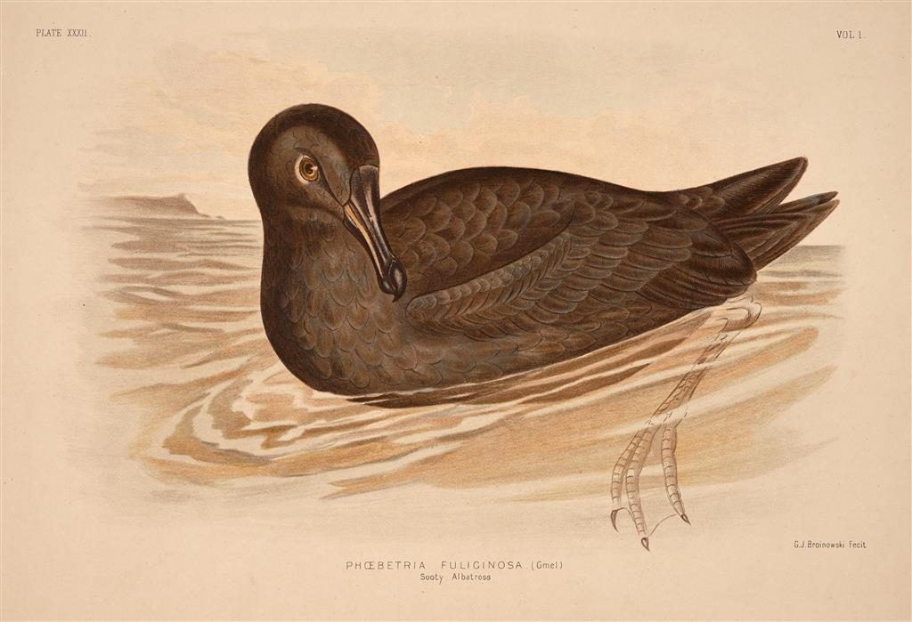 Gracius Joseph Broinowski | Albatros and Other Birds of Australia (1890 ...