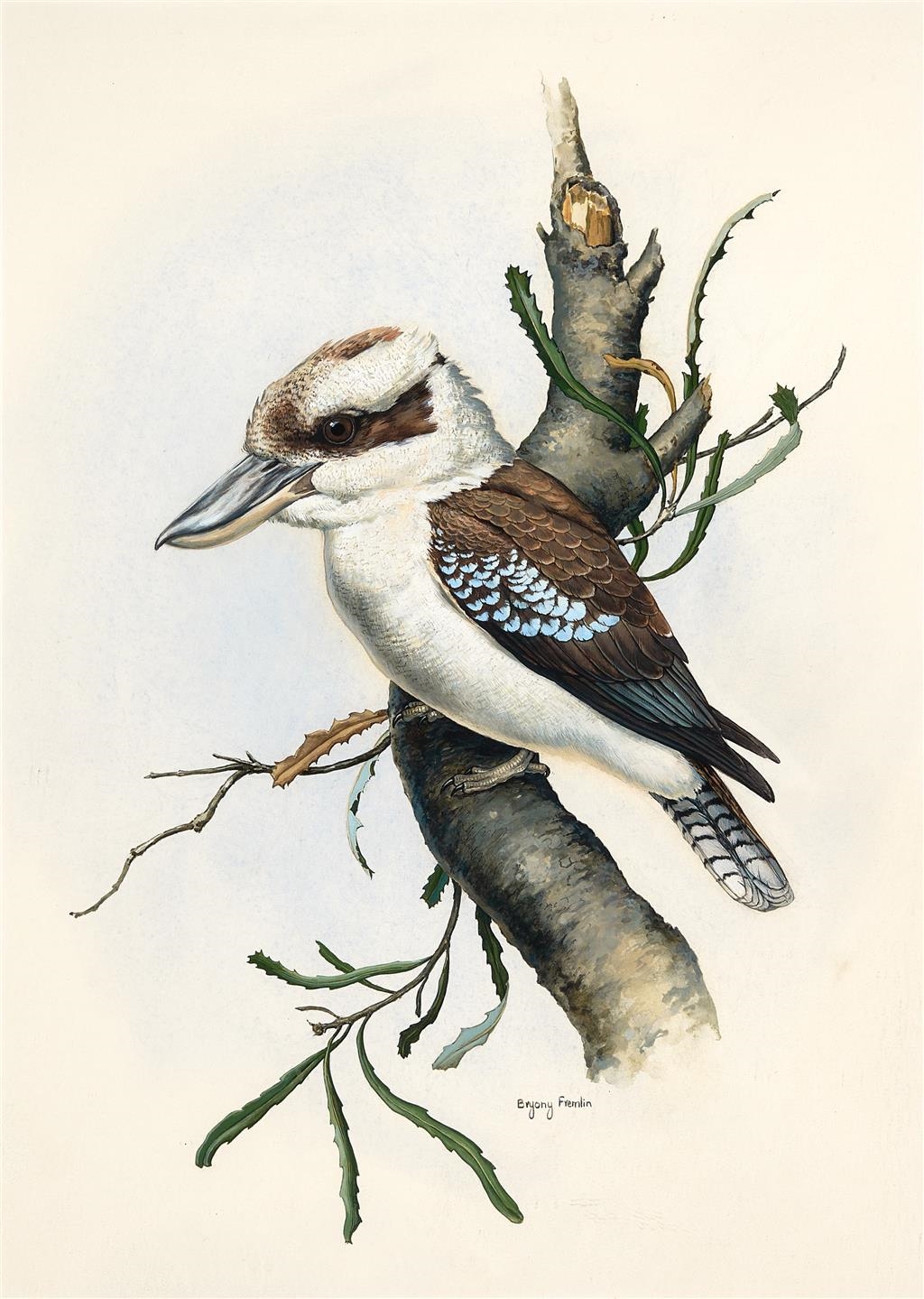 Bryony Fremlin | Kookaburra | MutualArt
