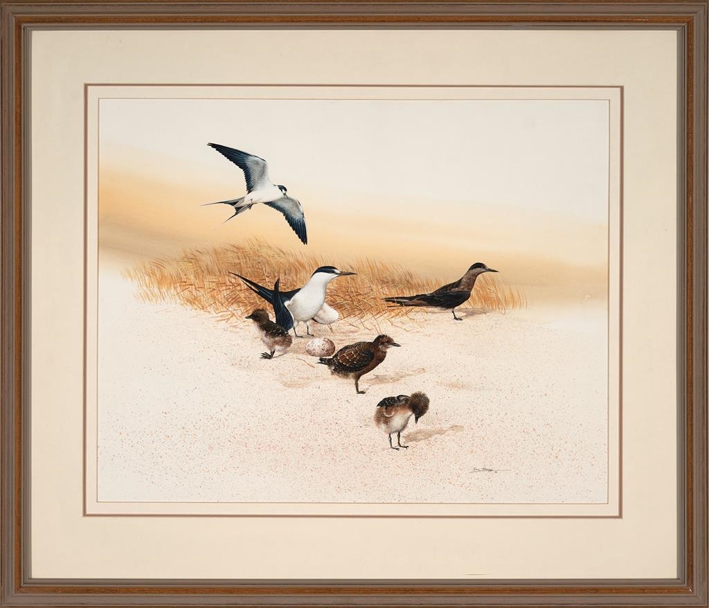 William Beavan | Sooty Terns (1985) | MutualArt