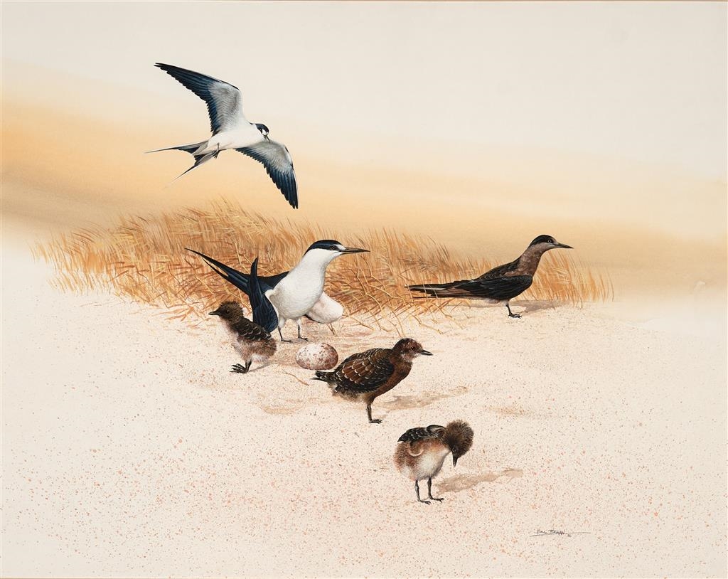 William Beavan | Sooty Terns (1985) | MutualArt