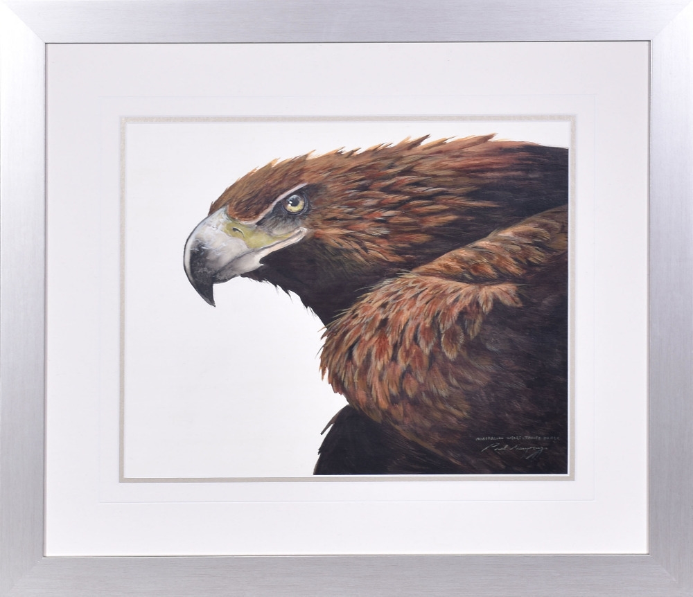Paul Margocsy | Australian Wedge Tailed Eagle | MutualArt