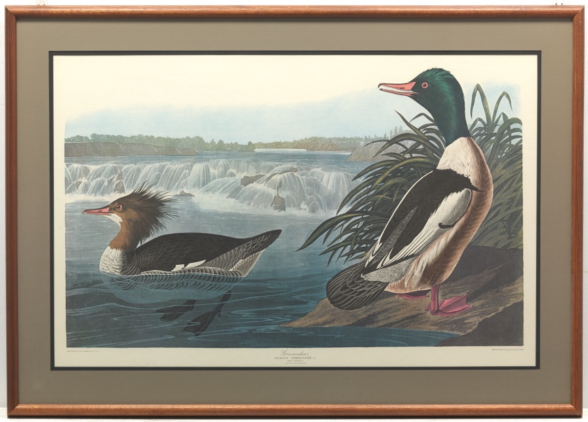 John James Audubon | Goosander No | MutualArt