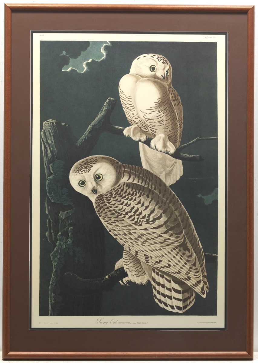 John James Audubon | Snowy Owl No | MutualArt