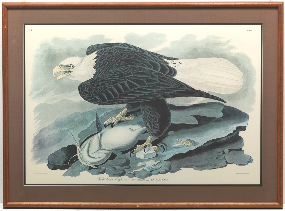 John James Audubon | White Headed Eagle | MutualArt