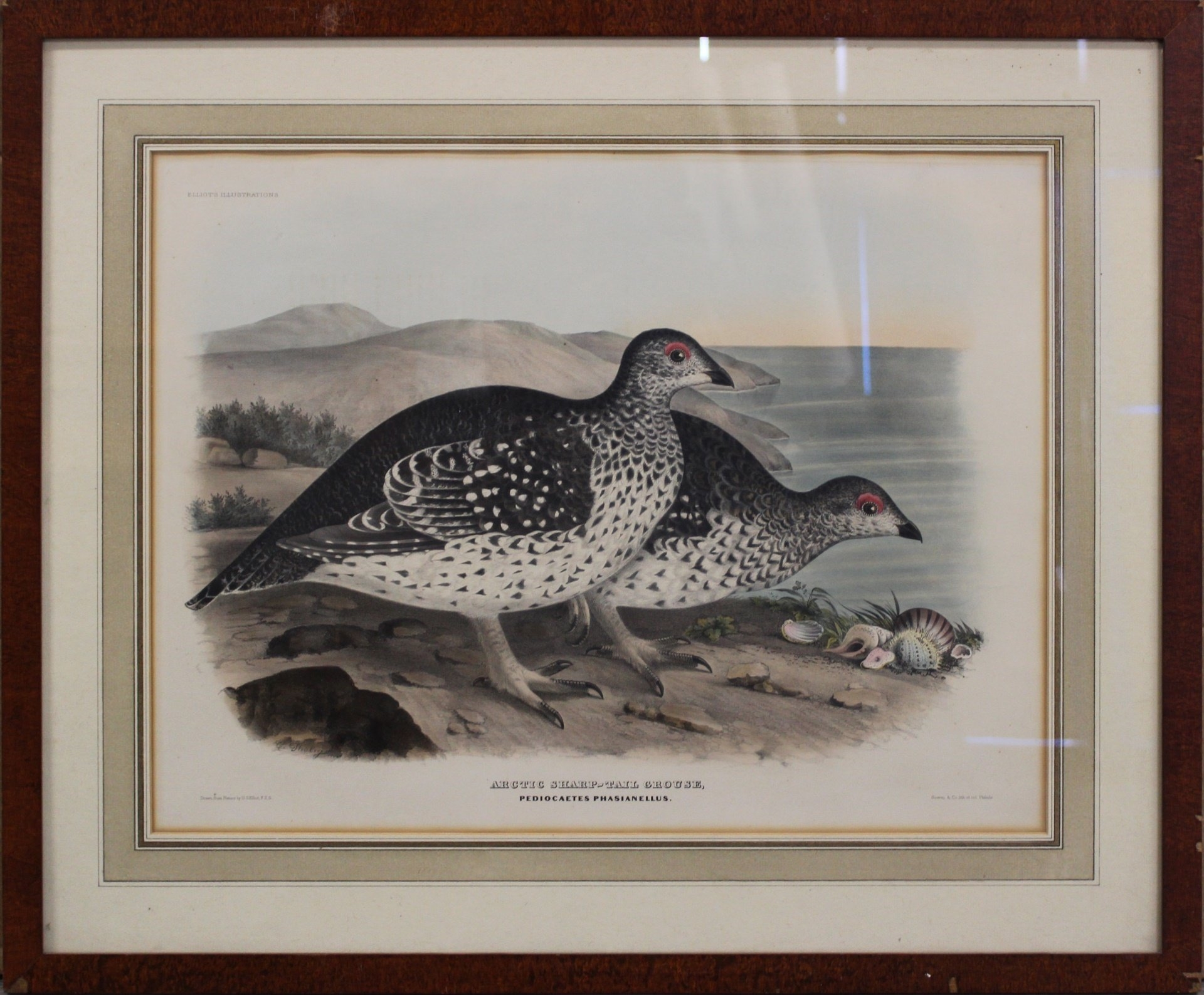 Daniel Giraud Elliot | Botanical illustrations | MutualArt