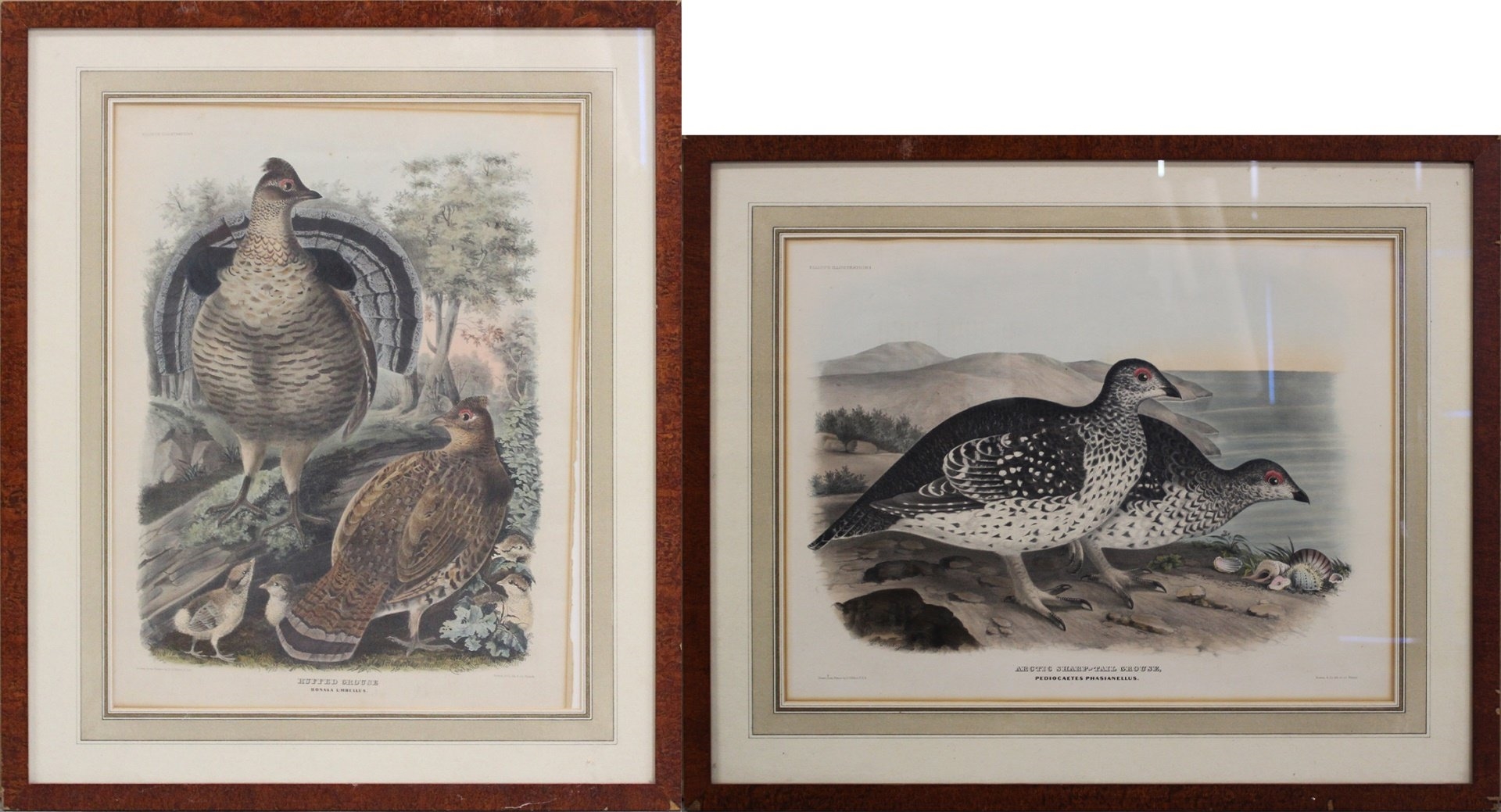 Daniel Giraud Elliot | Botanical illustrations | MutualArt