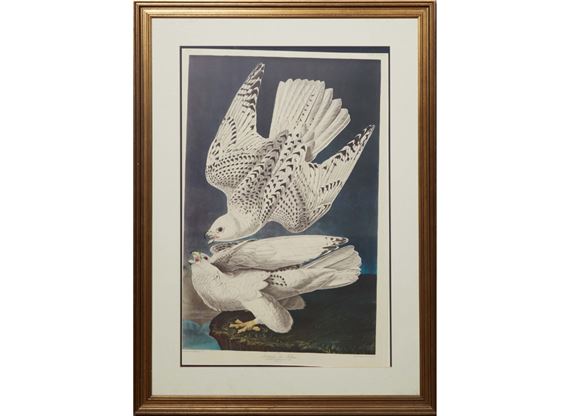 John James Audubon | Iceland or Jer Falcon | MutualArt