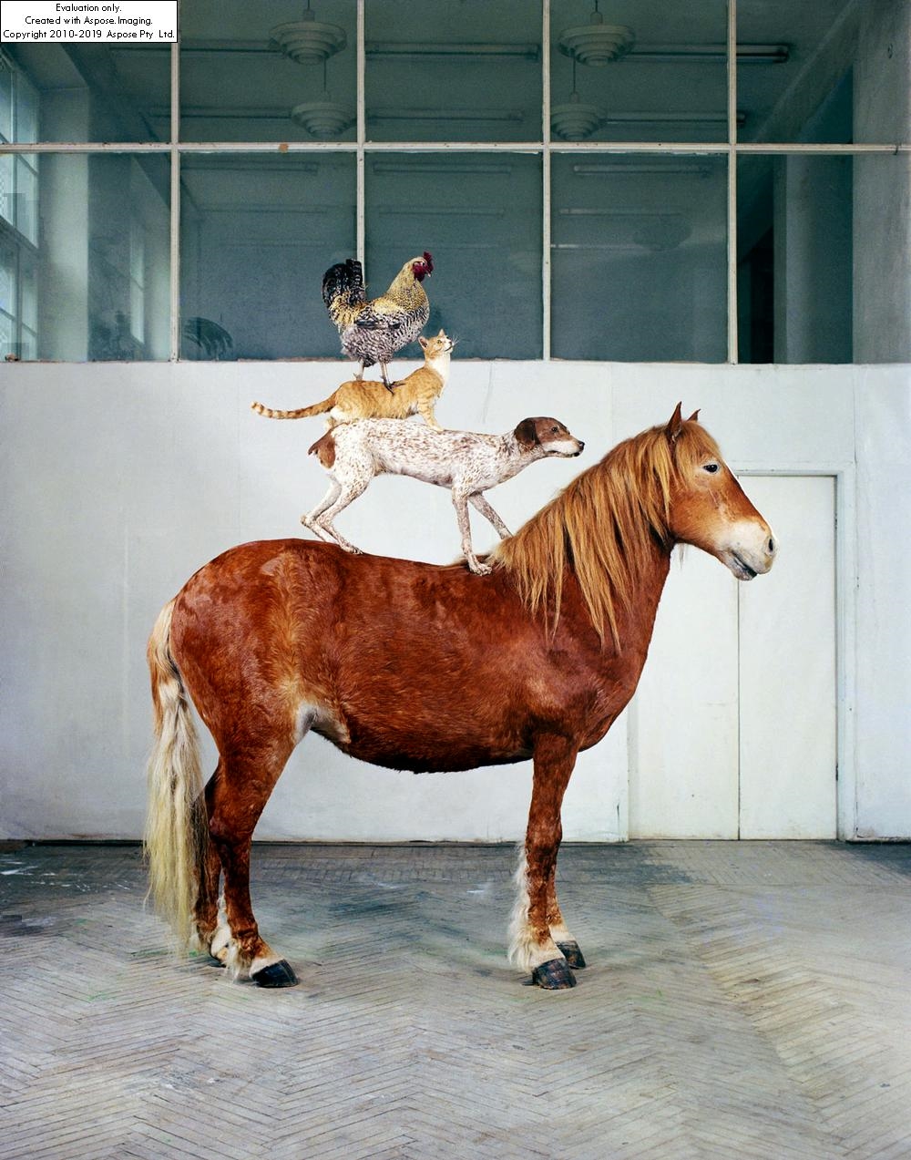 Katarzyna Kozyra | Pyramid of Animals (1993 - 2019) | MutualArt