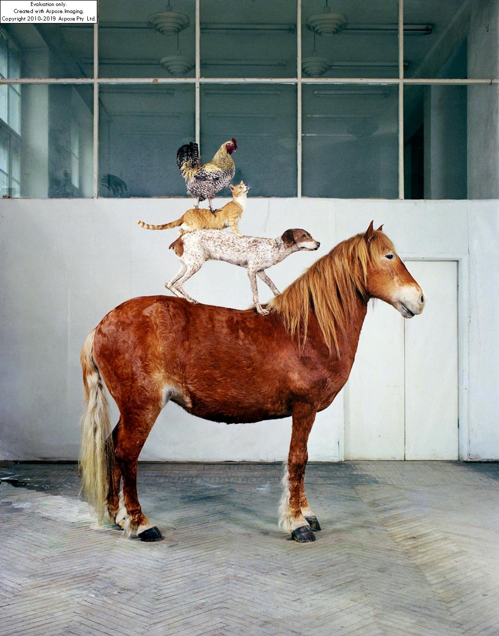 Katarzyna Kozyra | Pyramid of Animals (1993 - 2019) | MutualArt