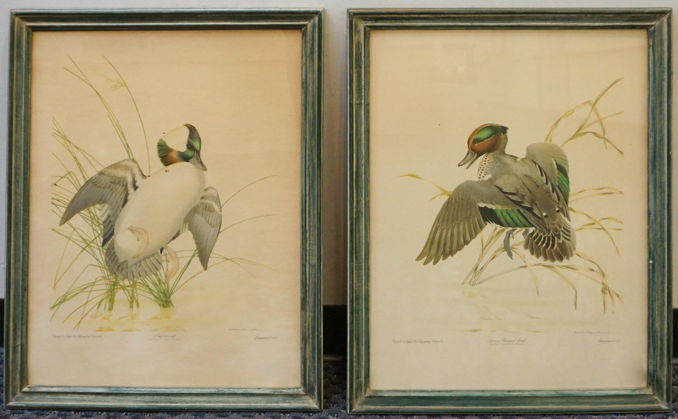 Athos Menaboni | Bufflehead and Green-Winged Teal | MutualArt