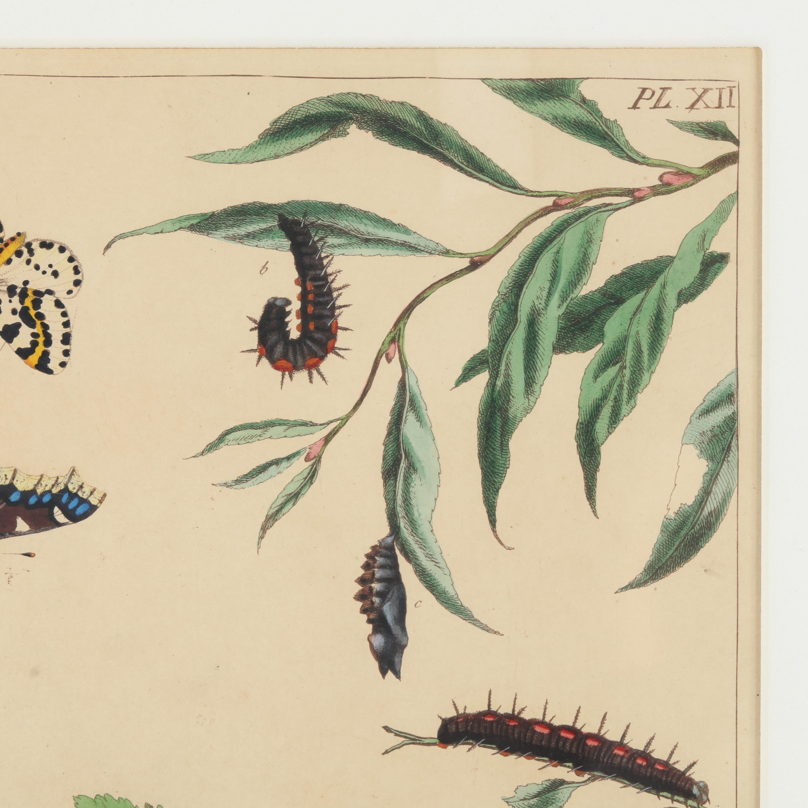 Moses Harris | Six Plates from The Aurelian, A Natural History of ...