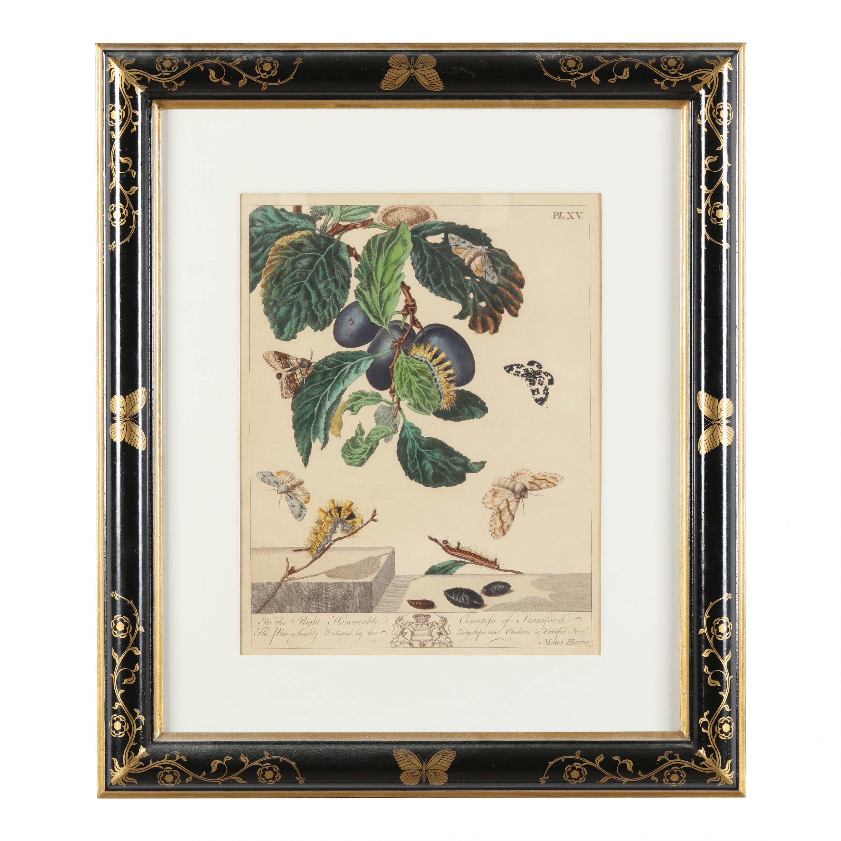 Moses Harris | Six Plates from The Aurelian, A Natural History of ...