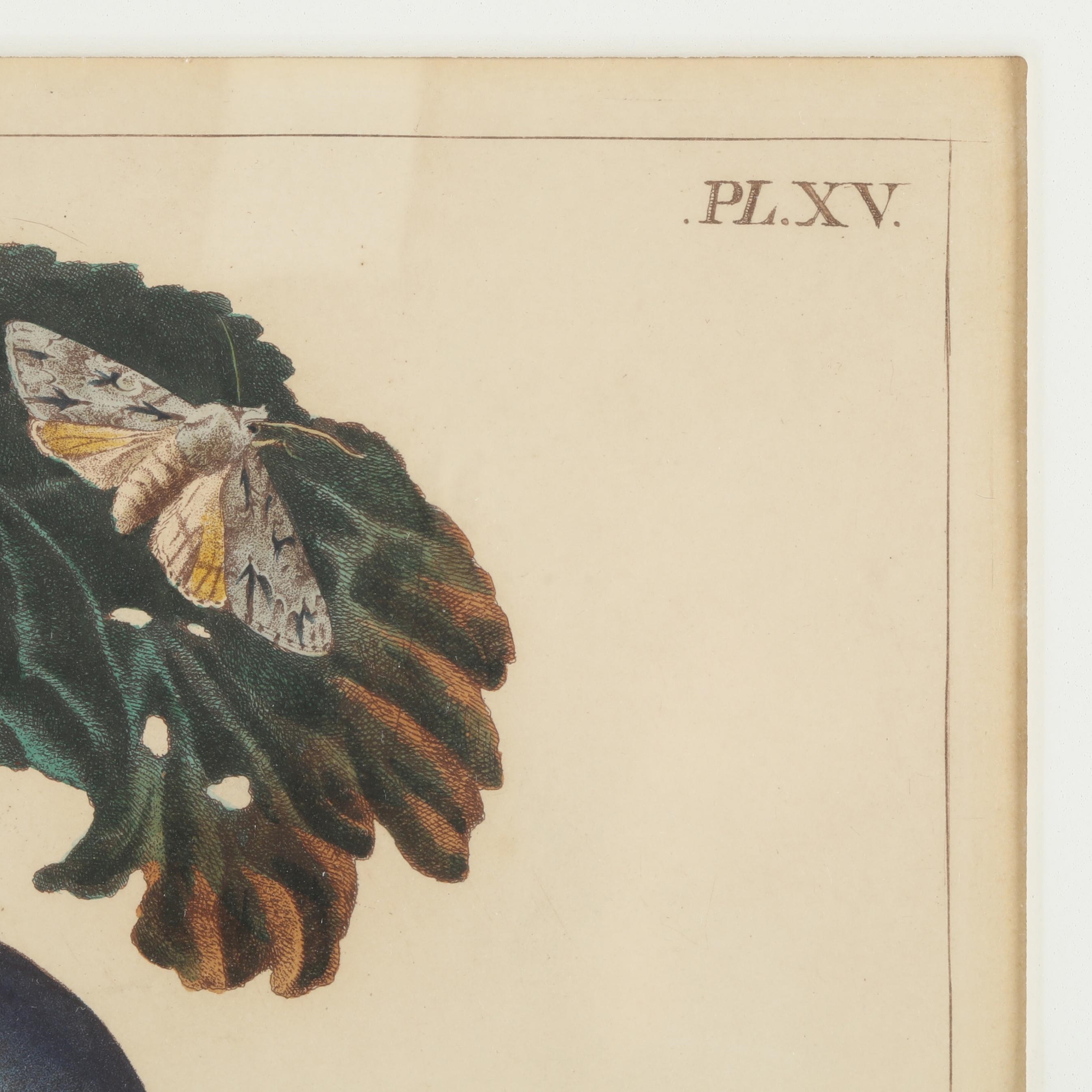 Moses Harris | Six Plates from The Aurelian, A Natural History of ...