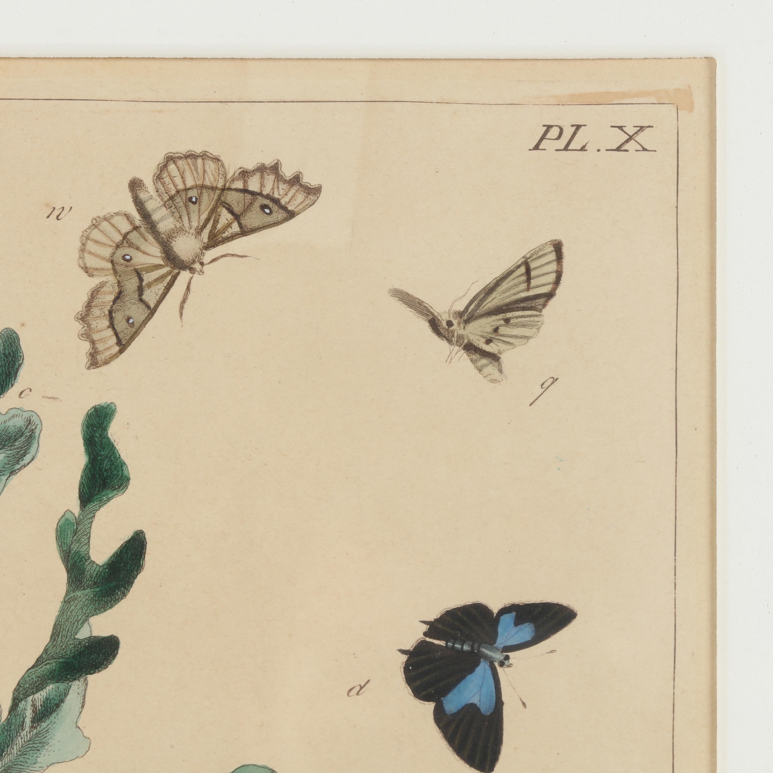 Moses Harris | Six Plates from The Aurelian, A Natural History of ...