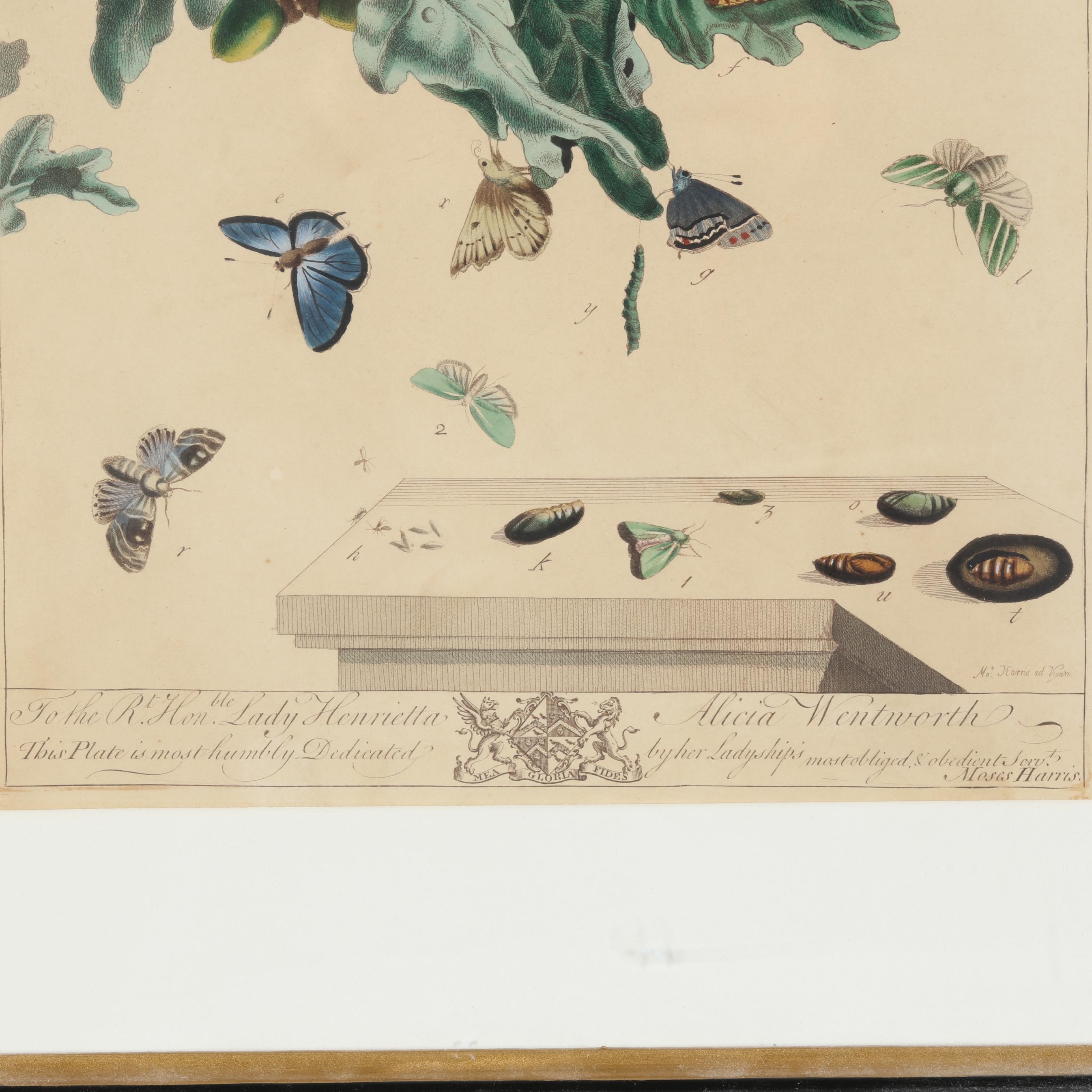 Moses Harris | Six Plates from The Aurelian, A Natural History of ...