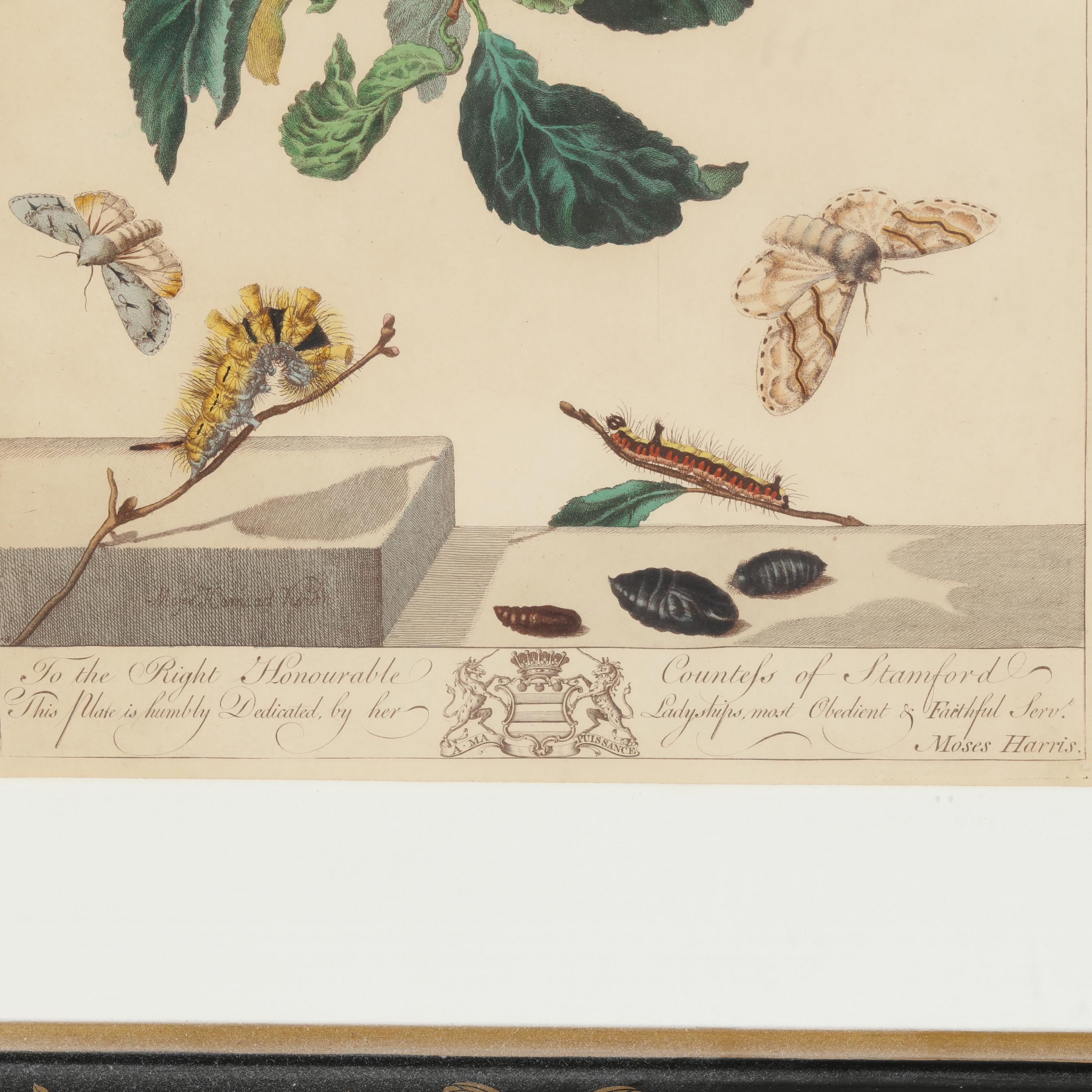 Moses Harris | Six Plates from The Aurelian, A Natural History of ...