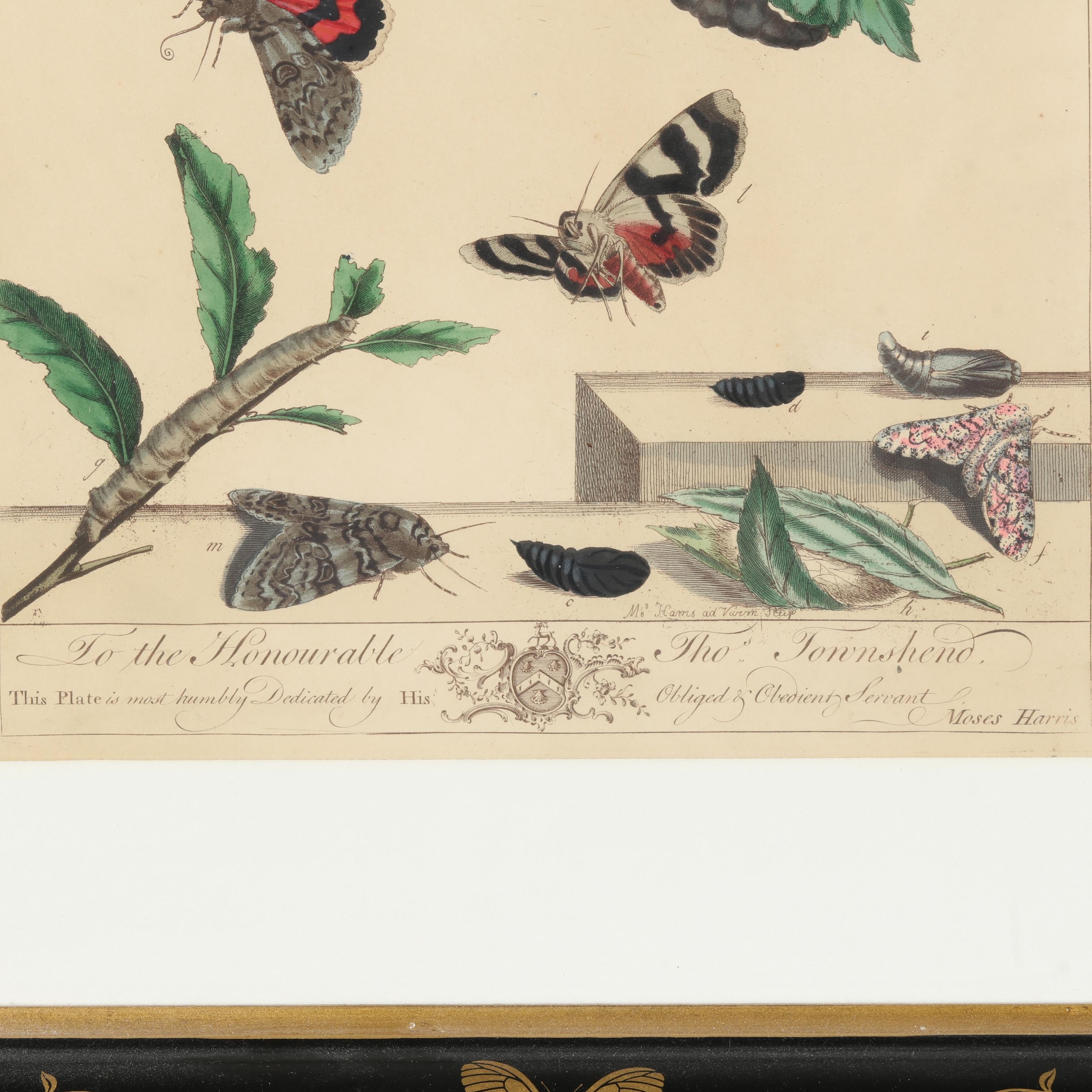 Moses Harris | Six Plates from The Aurelian, A Natural History of ...