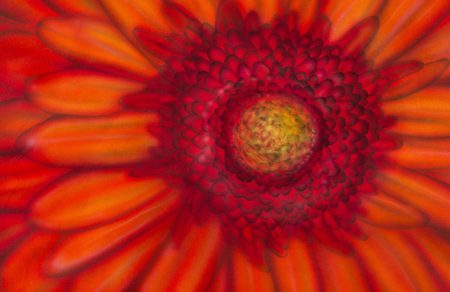 Hanna Rozpara | Gerbera (2022) | MutualArt