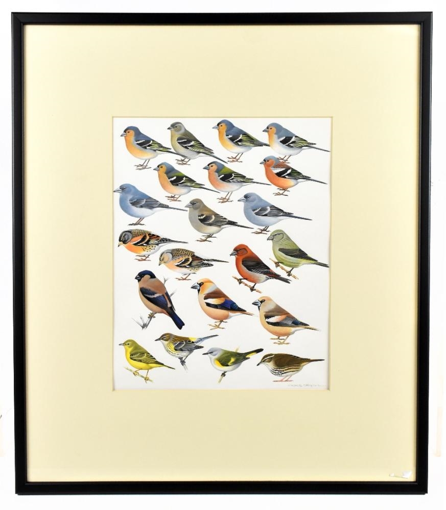 Chris Orgill | Birds of the Atlantic Islands | MutualArt