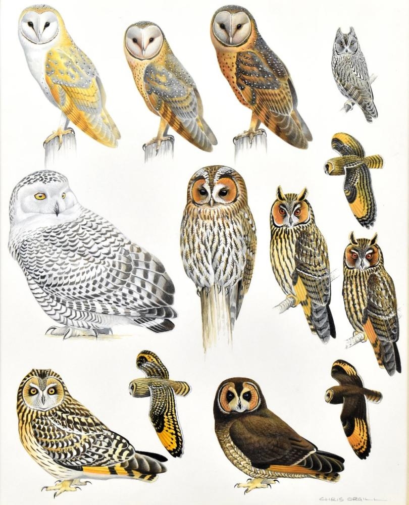 Chris Orgill | Birds of the Atlantic Islands | MutualArt