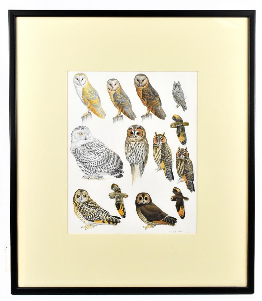 Chris Orgill | Birds of the Atlantic Islands | MutualArt