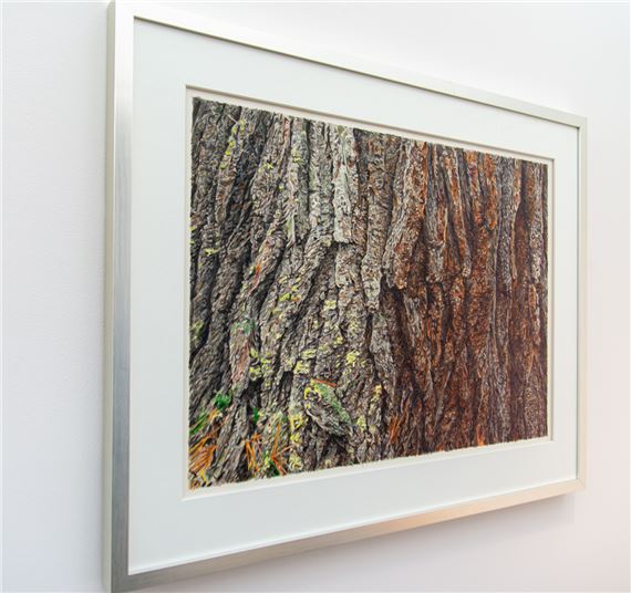 Robert Wiens | White Pine | MutualArt