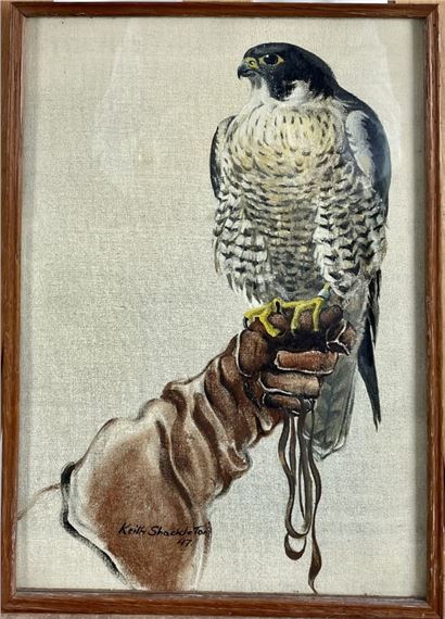 Keith Shackleton | A Hawk | MutualArt