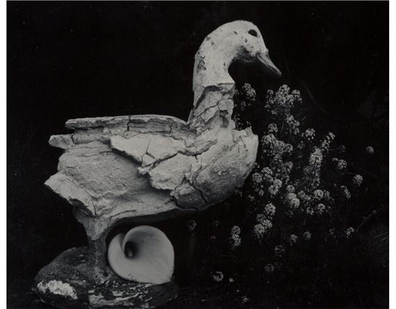 Edward Weston | Duck and Lily (1953 - 1954) | MutualArt