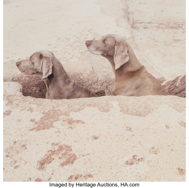 William Wegman | Trench (2002) | MutualArt