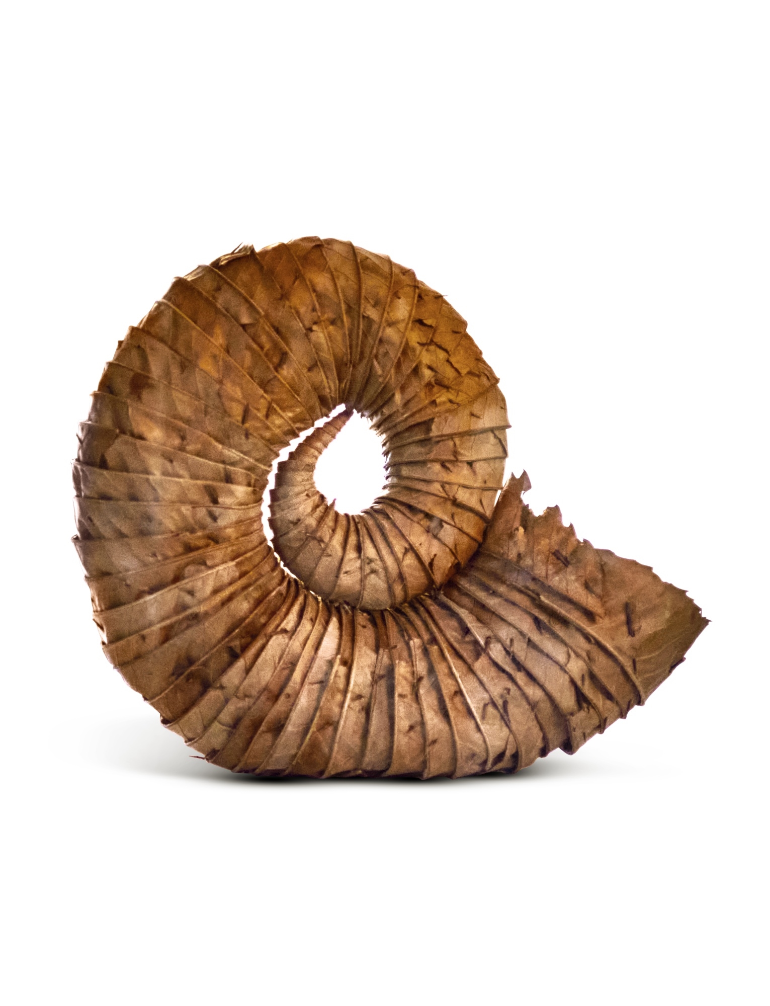 Andy Goldsworthy | Drumlanrig Sweet Chestnut Leaf | MutualArt