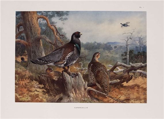 Archibald Thorburn | Game Birds and Wild-Fowl of Great Britain and ...