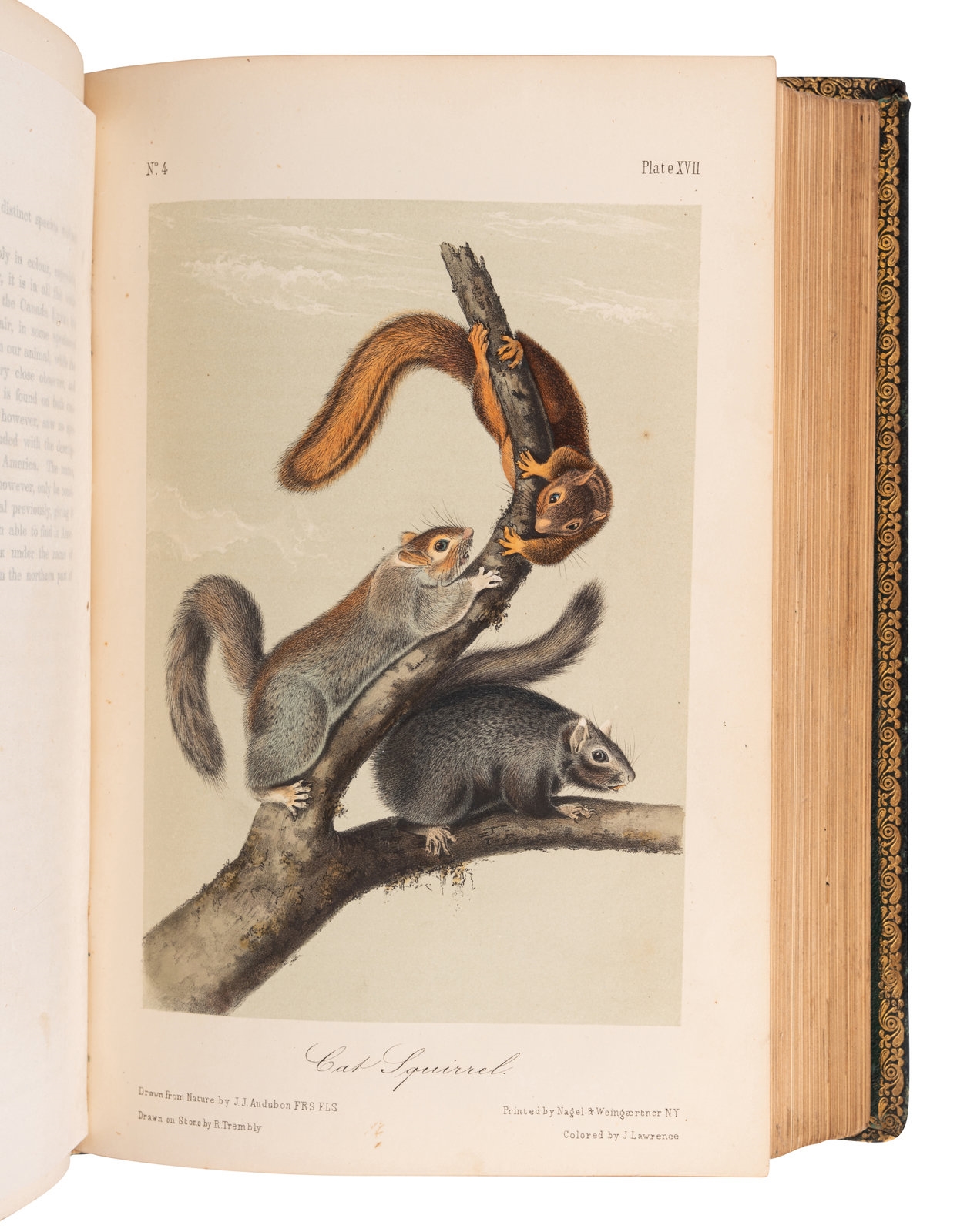 John James Audubon | AUDUBON | MutualArt