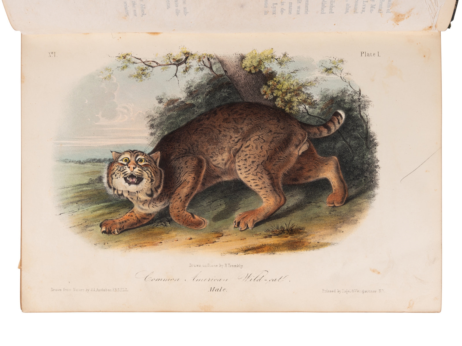 John James Audubon | AUDUBON | MutualArt