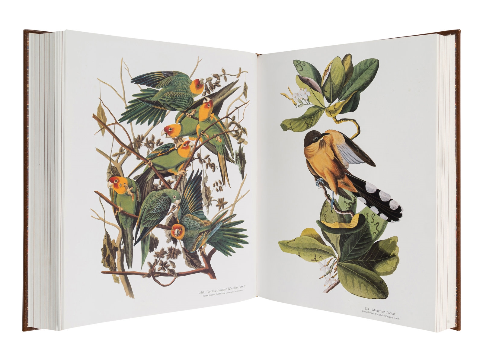 John James Audubon | AUDUBON (1981) | MutualArt