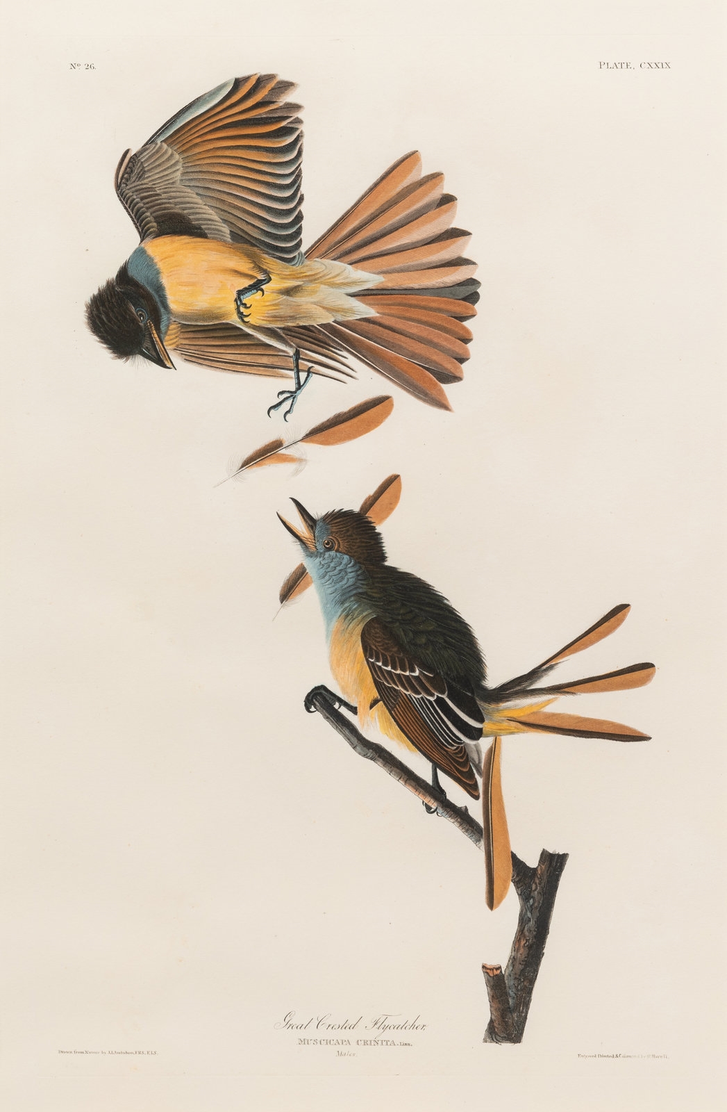 John James Audubon | AUDUBON | MutualArt
