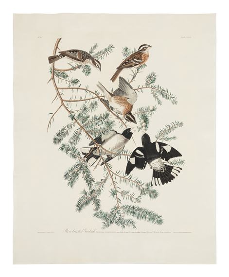John James Audubon | AUDUBON (1878) | MutualArt