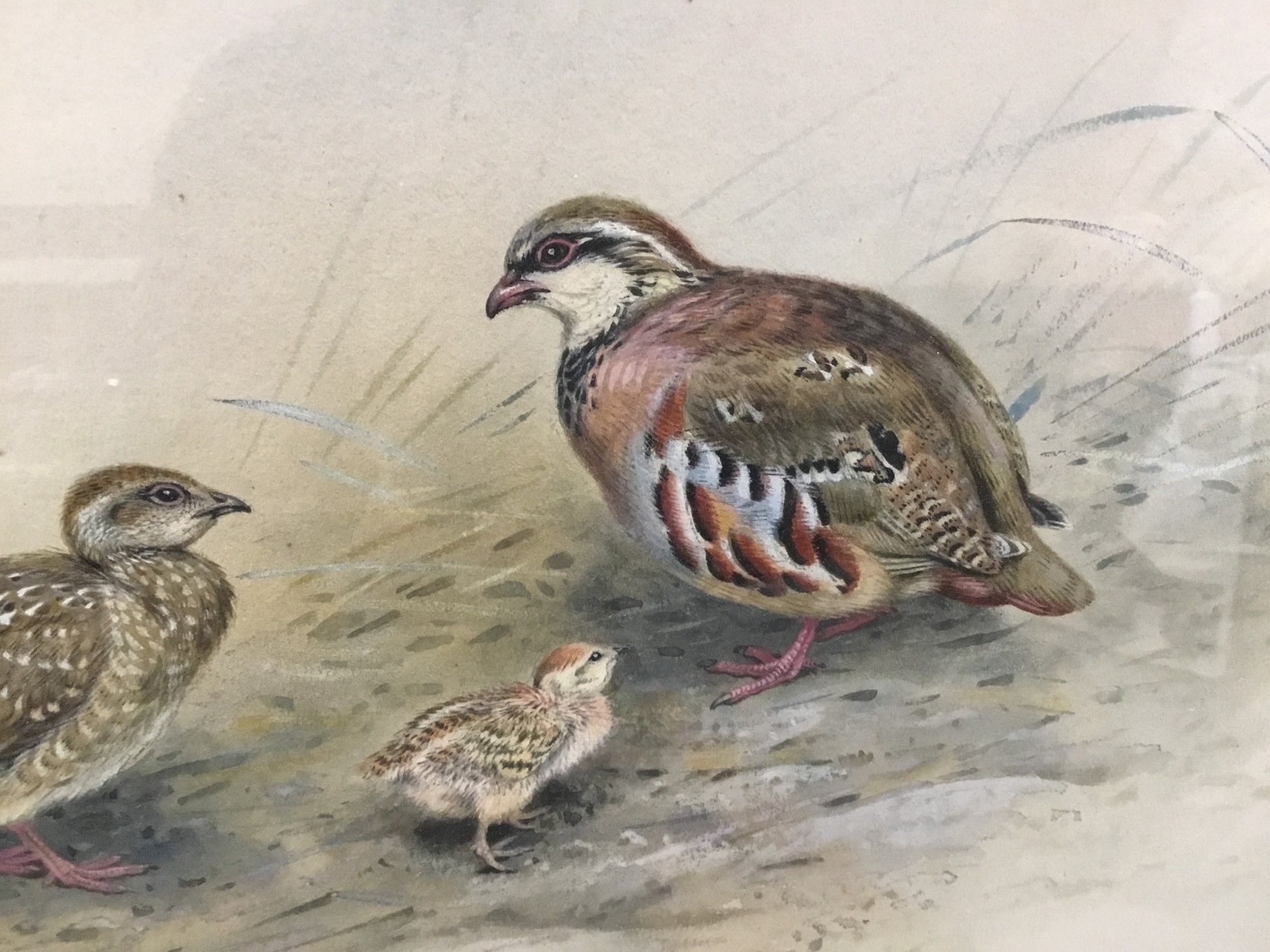 George Edward Lodge | Partridges | MutualArt