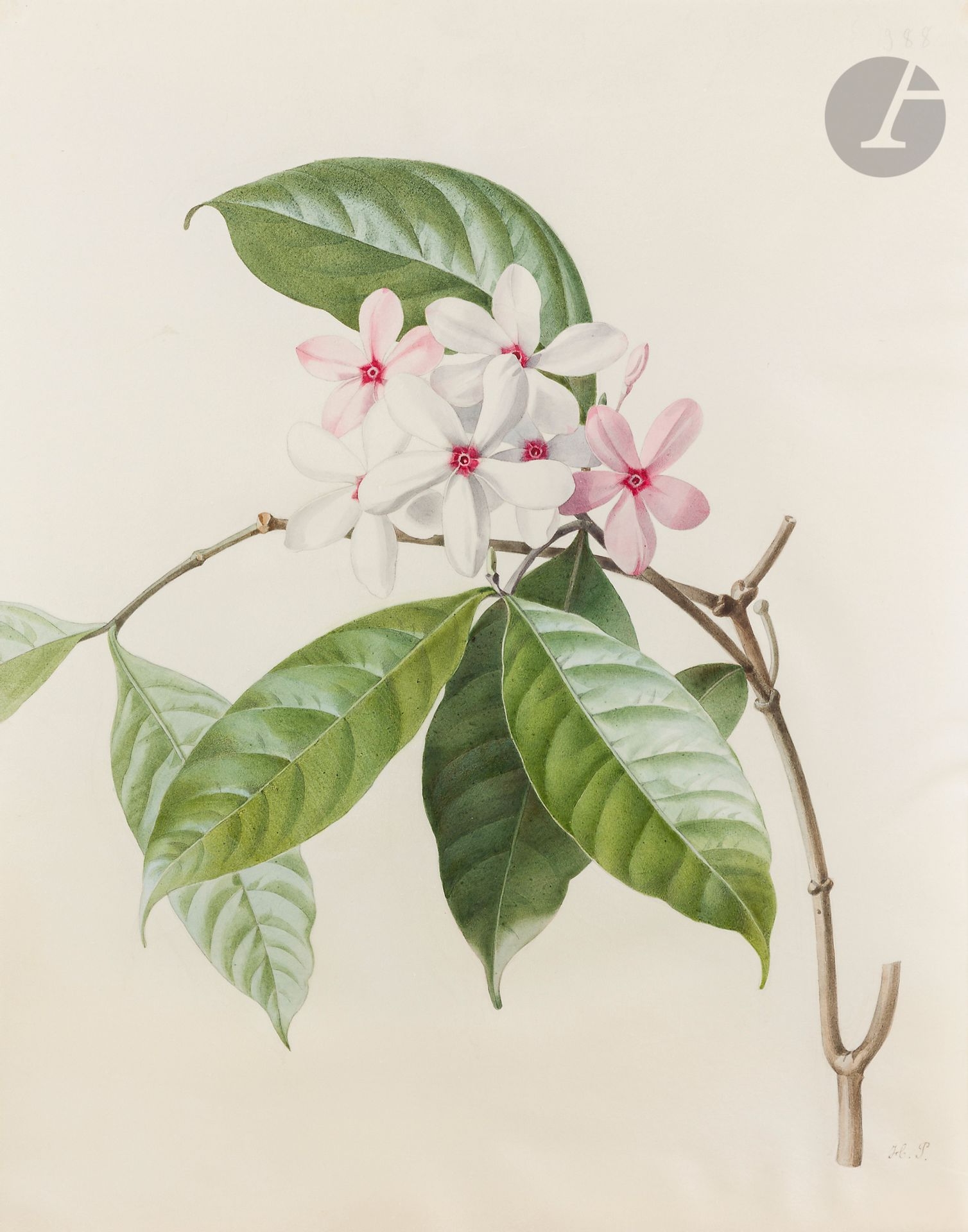 Henriette Paravey | Étude de branche de frangipanier (Kopsia) | MutualArt