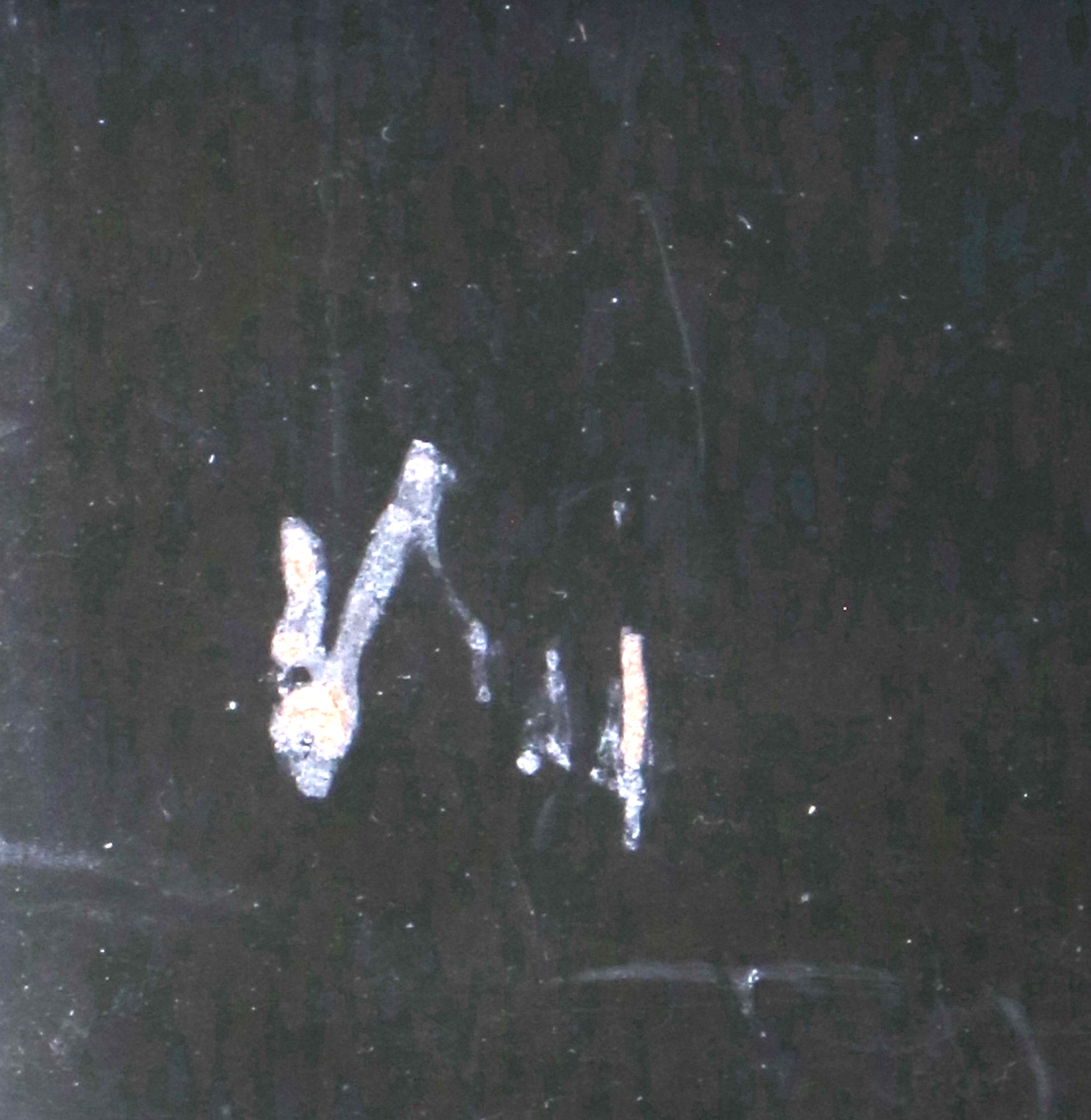 Elizabeth Riding | STILL LIFE WITH FRUIT (2004) | MutualArt