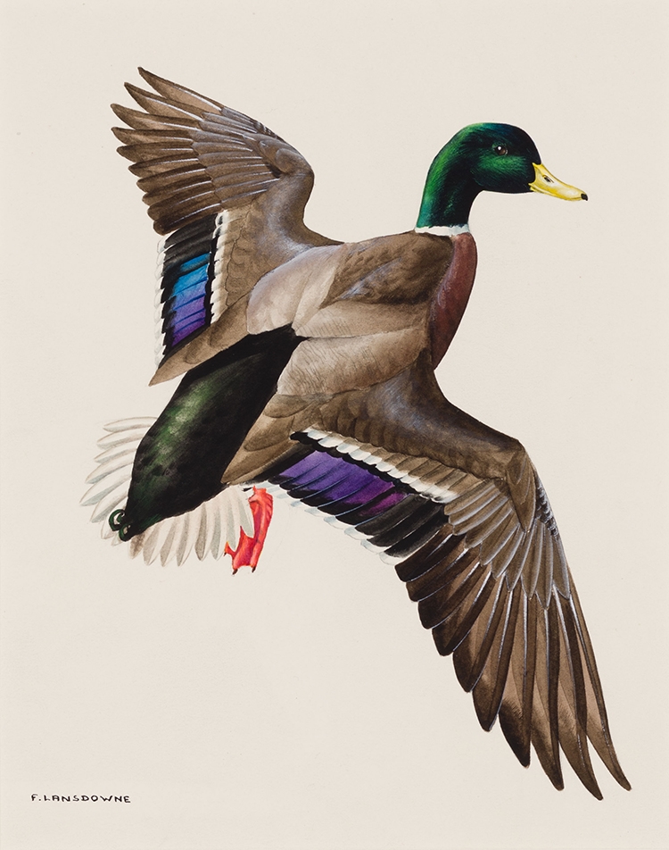 James Fenwick Lansdowne | Mallard Duck | MutualArt